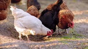 Inkingo n’imiti bihabwa inkoko z’amagi | IMBERE